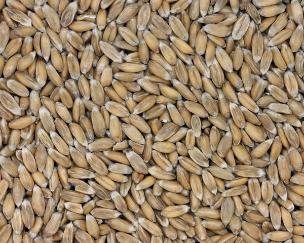 Organic Spelt Kernels – GRAINSTORM